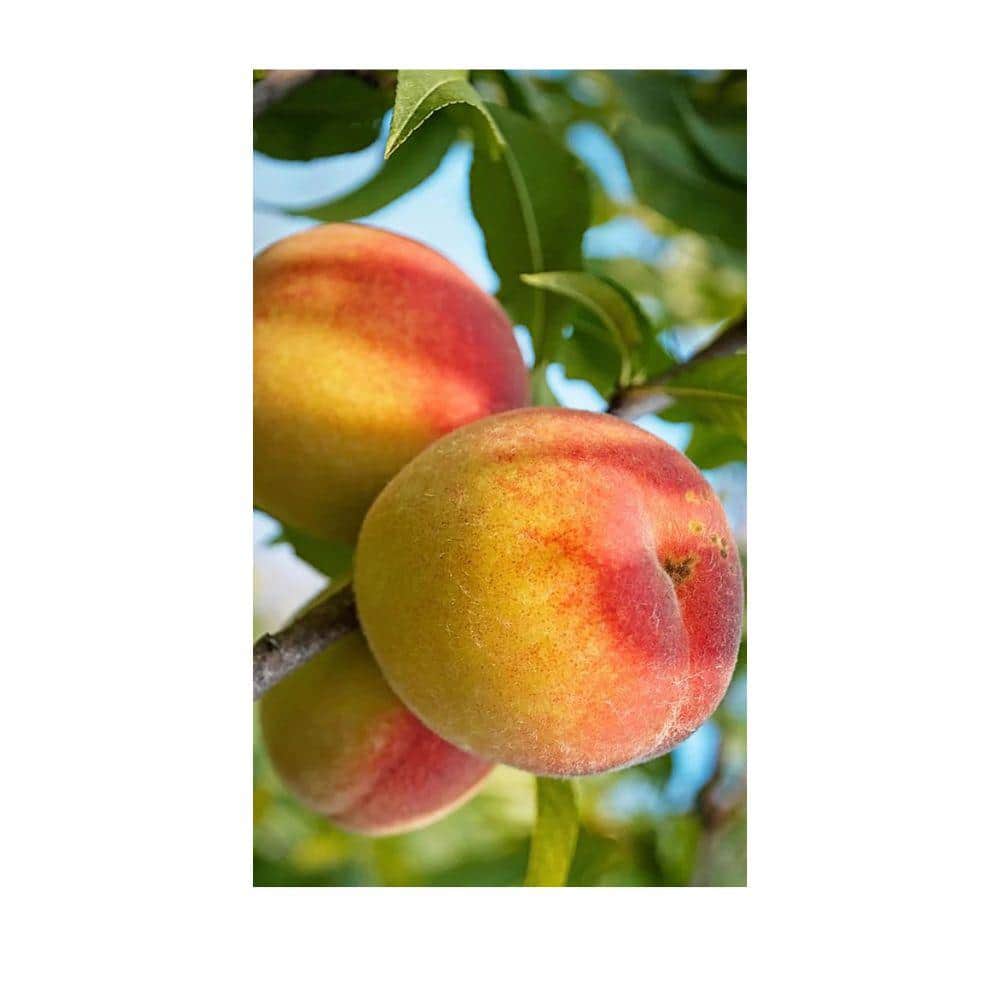Southern Living 7 Gal. Belle of Georgia Peach Tree PCHBEL07G - The Home ...