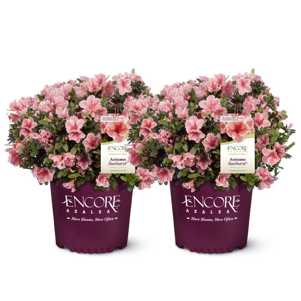 ENCORE AZALEA 1 Gal. Autumn Sunburst Azalea Shrub with Coral Pink with ...
