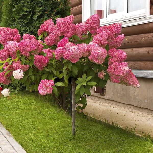 Reviews for FIRST EDITIONS 2 Gal. Strawberry Sundae Hydrangea Flowering ...