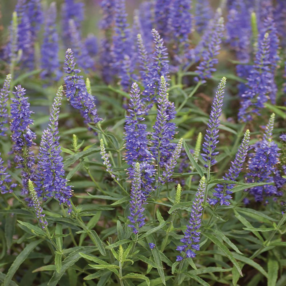 1 Gal. Blue Speedwell Plant 71719 - The Home Depot