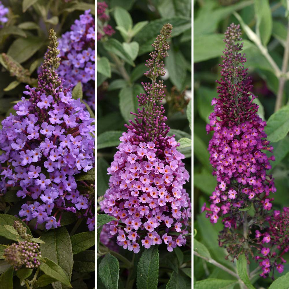 national PLANT NETWORK 3.25 in. Buddleia Chrysalis Dwarf Butterfly Bush ...