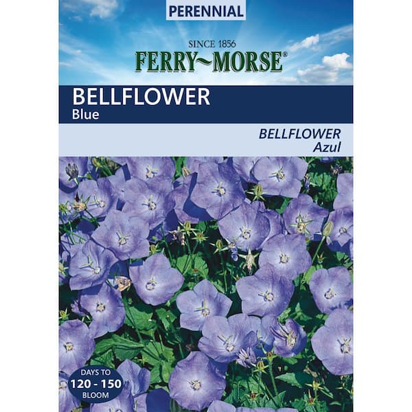 Ferry-Morse Flower Bellflower Blue Seed 2268 - The Home Depot