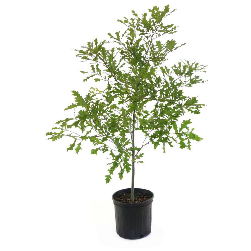 national PLANT NETWORK 2.25 Gal. Deciduous Compton Oak Tree HD7114