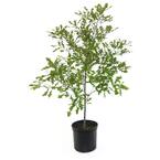 national PLANT NETWORK 2.25 Gal. Deciduous Compton Oak Tree HD7114