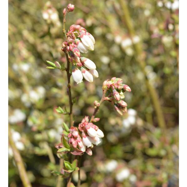 Highbush Blueberry Hedge