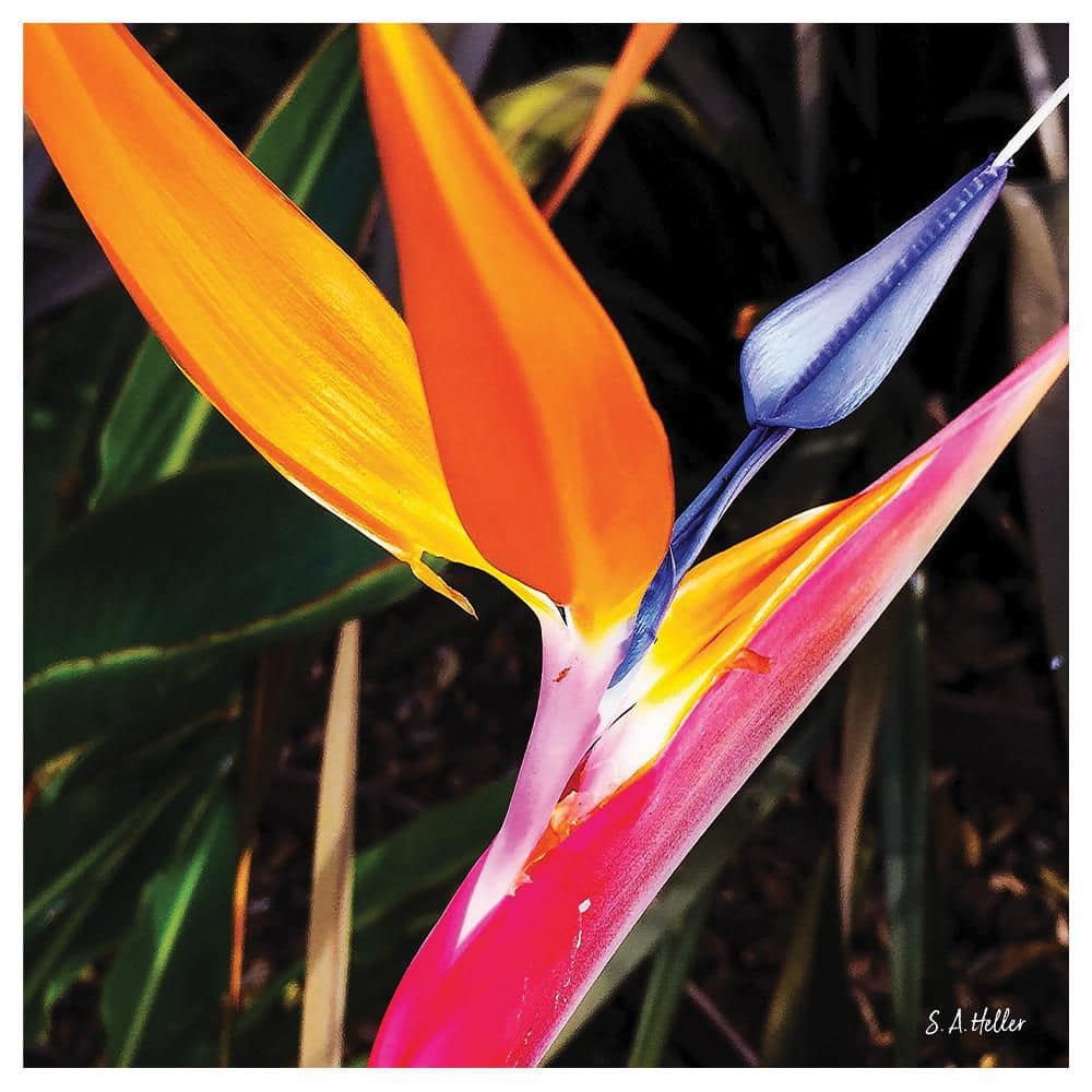 VENICE BEACH Collections PARADISE FLORA by Steven A. Heller 1 Piece ...