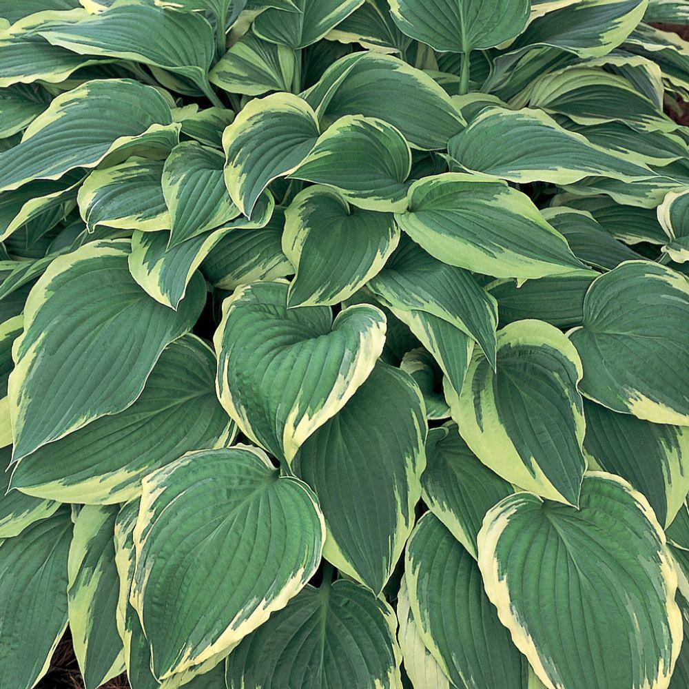 ALTMAN PLANTS #1 2.5 Qt. Yellow Variegated Hosta Plant 36718 - The Home ...