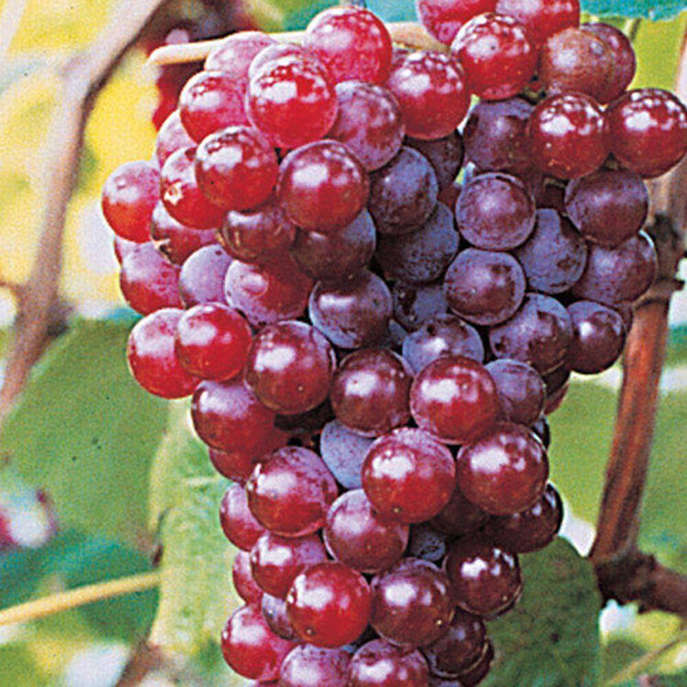 Gurney's 1 Gal. Pot, Canadice Seedless Red Grape Vine, Potted Fruit ...