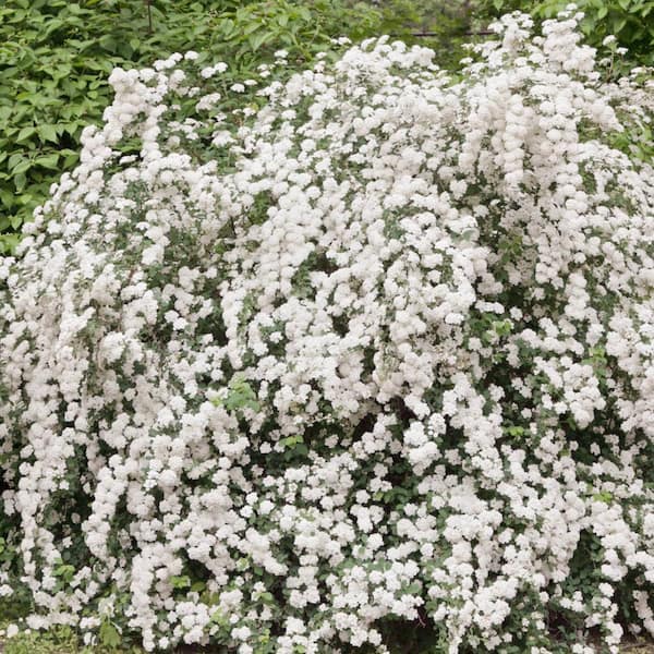 DIRECT GARDENING Snowmound Spirea Dormant Bare Root White Flowering ...