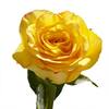Globalrose 50 Yellow Roses- Fresh Flower Delivery 50-birthday-yellow ...