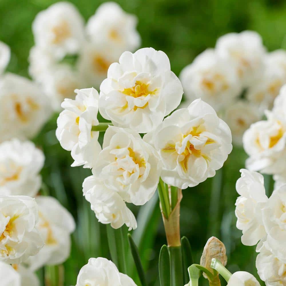 Vigoro 12/14 cm, Bridal Crown Double Daffodil Flower Bulbs (Bag of 25) ECF-912-25-01 - The Home ...