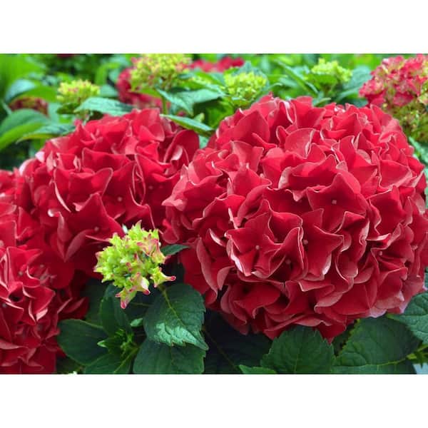 Wekiva Foliage Red Hortensia Plant-Live Plants in 6 Inch Pots-Hydrangea ...