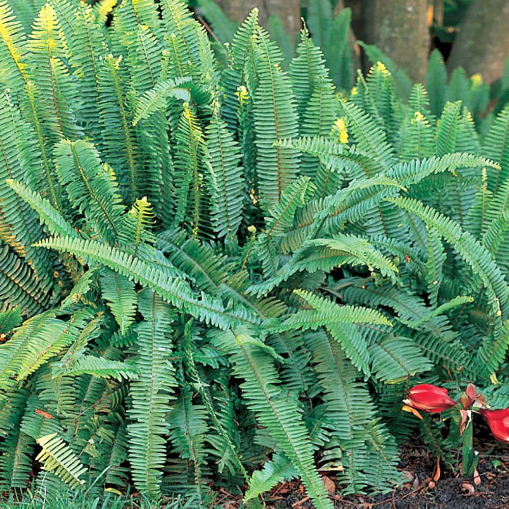 10 in. Sword Fern (Boston Fern) Plant in Grower Pot 3147 - The Home Depot