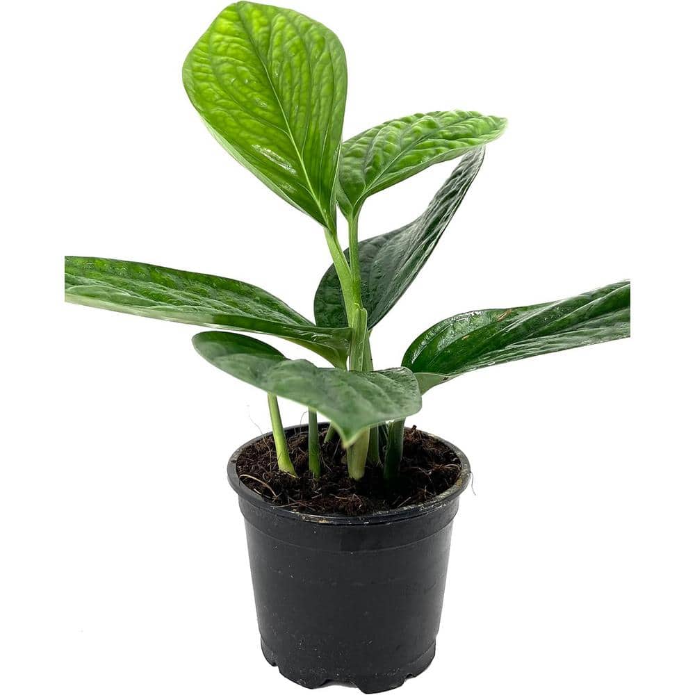 Wekiva Foliage Monstera Peru-Live Plant in a 4 in. Pot-Monstera ...