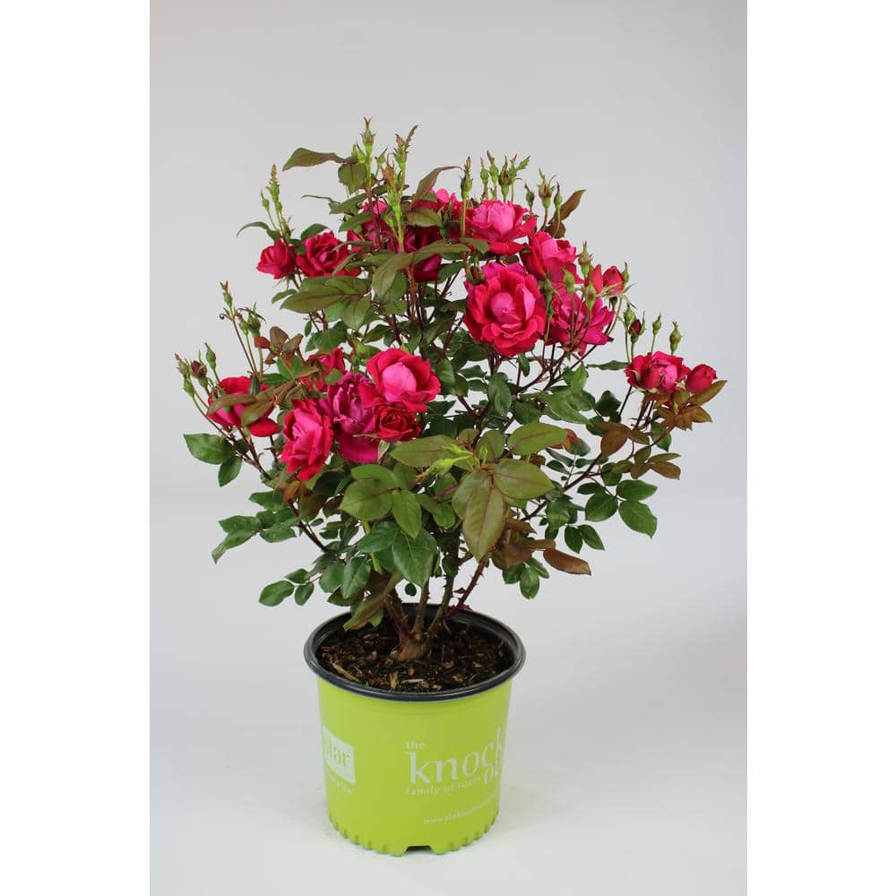 KNOCK OUT 1 Gal. Red Knock Out Rose Bush with Red Flowers in Knock Out ...