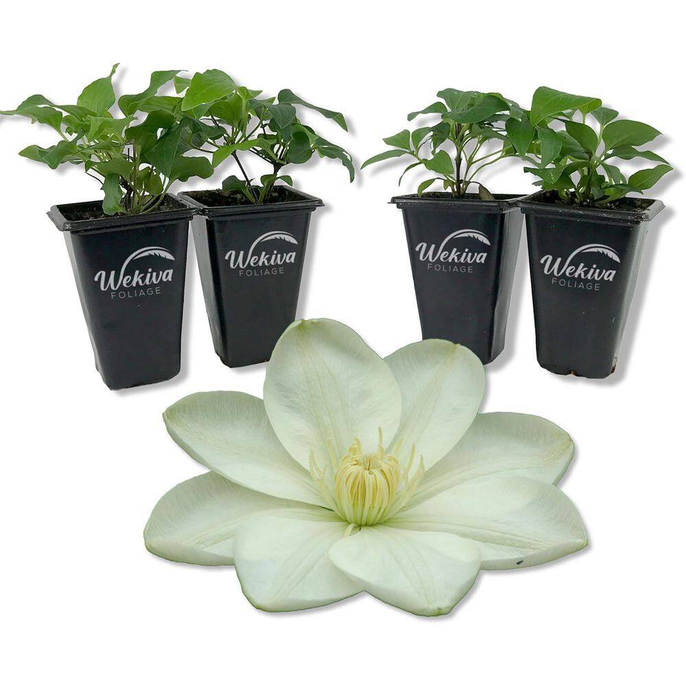 Wekiva Foliage Clematis Guernsey Cream 4-Live Starter Plants in 2 in ...