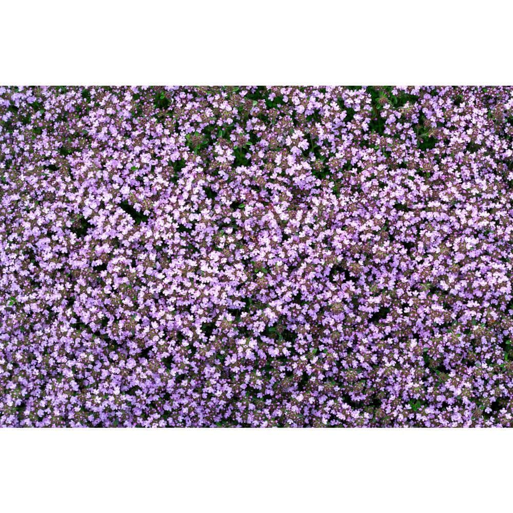 BELL NURSERY 1 Gal. Pink Chintz Creeping Thyme (Thymus Serpyllum) Live ...