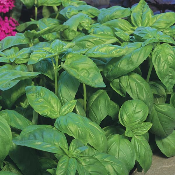 Burpee Ocimum Basil Dolce Fresca Herb Plant 1008755797 - The Home Depot