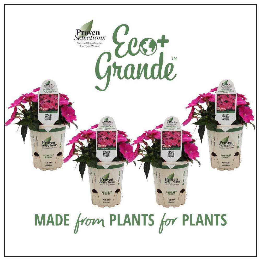 Reviews for SunPatiens 4.25 in. Eco+Grande Compact Hot Pink SunPatiens ...