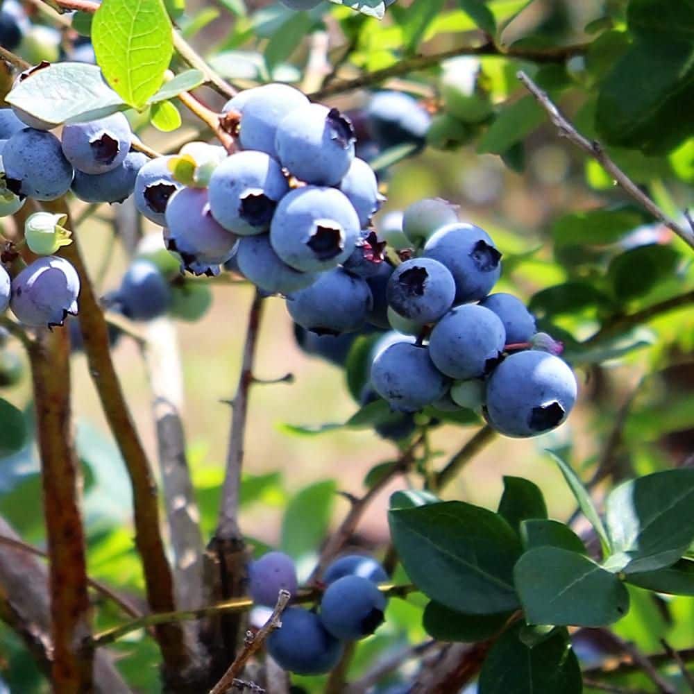 5 Gal. Brigitta Northern Highbush Blueberry Plant BLUBRG05G - The Home ...