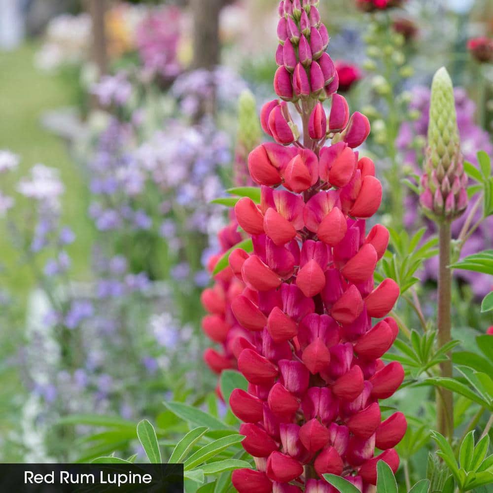 DIRECT GARDENING 1 Gal. Pot, Westcountry Red Rum Lupine Potted ...