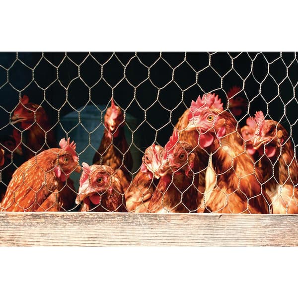 YARDGARD 6 ft. x 150 ft 20-Gauge Galvanized Steel Chicken Wire - 1 in ...