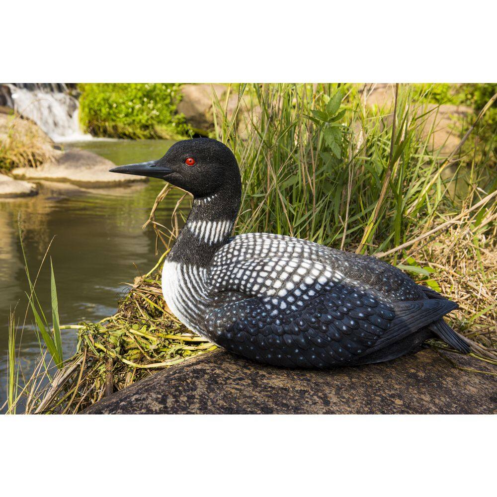 HI LINE GIFT LTD Sitting Common Loon Garden Statue 87682 C The Home