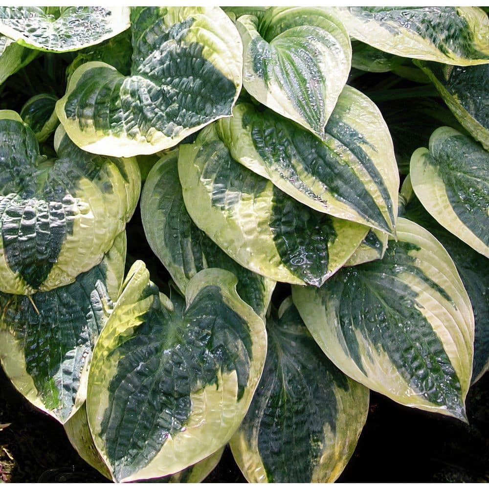 national PLANT NETWORK Bare Root Hosta Wide Brim Plant (25-Pack) HD2655 ...