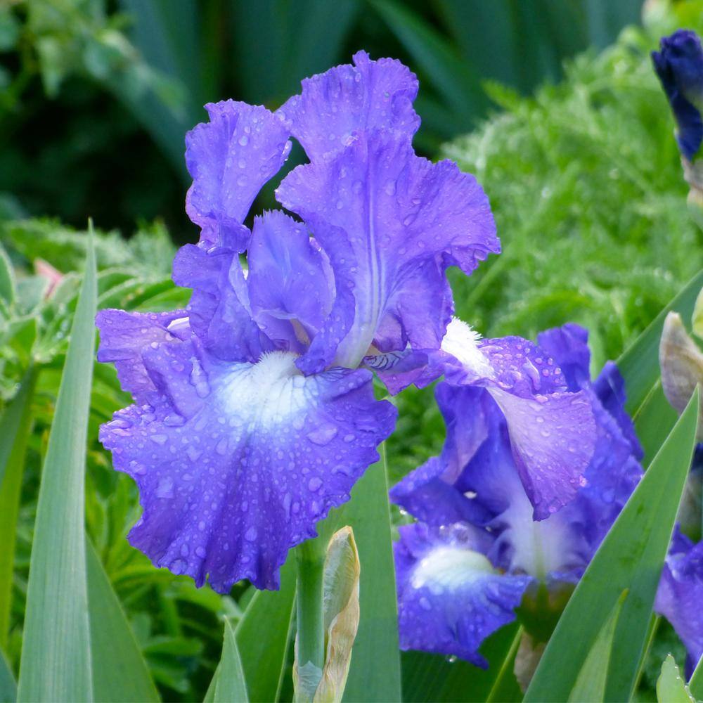 VAN ZYVERDEN Bearded Iris 4 in. Liners Speeding Again Starter Plants ...