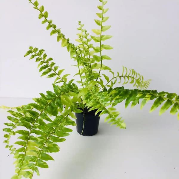Wekiva Foliage Tiger Stripe Fern-Variegated-Live Starter Plant in a 4 ...