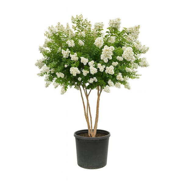 Spring Hill Nurseries 3 Gal. Pot, Bloodgood Japanese Maple Ornamental ...