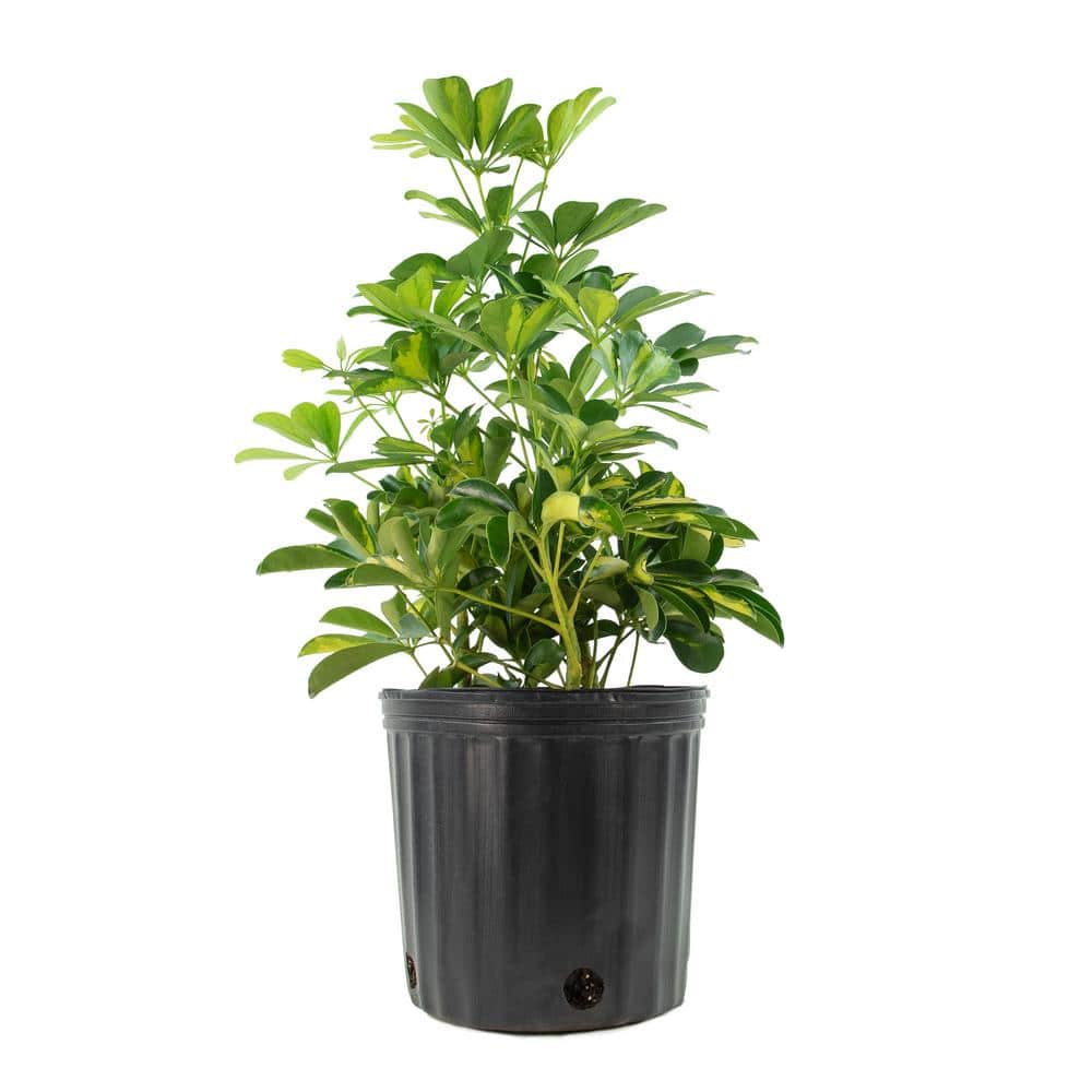 national PLANT NETWORK Arbicola Gold Schefflera Plant (Schefflera) in ...