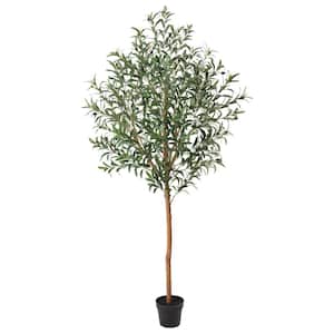Vitalismo 6 ft. Artificial Bucida Buceras with White Tall Pot 72 in ...