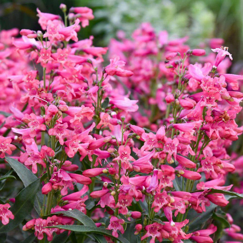 Proven Winners 1 Gal. Bejeweled Pink Pearls Bearded Penstemon ...