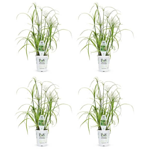 PROVEN WINNERS 2.5 qt. Cyperus papyrus Prince Tut Perennial Plant with ...