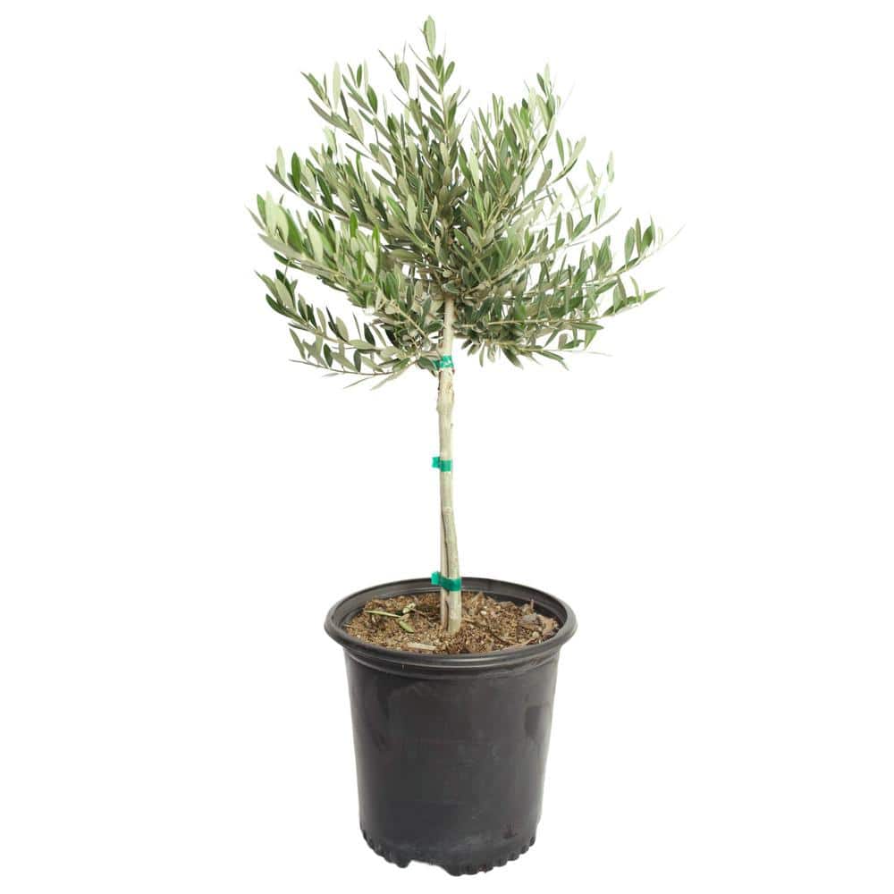 Alder & Oak #2 Container Petite Olive Non-Fruiting Patio Tree OLLP02 ...