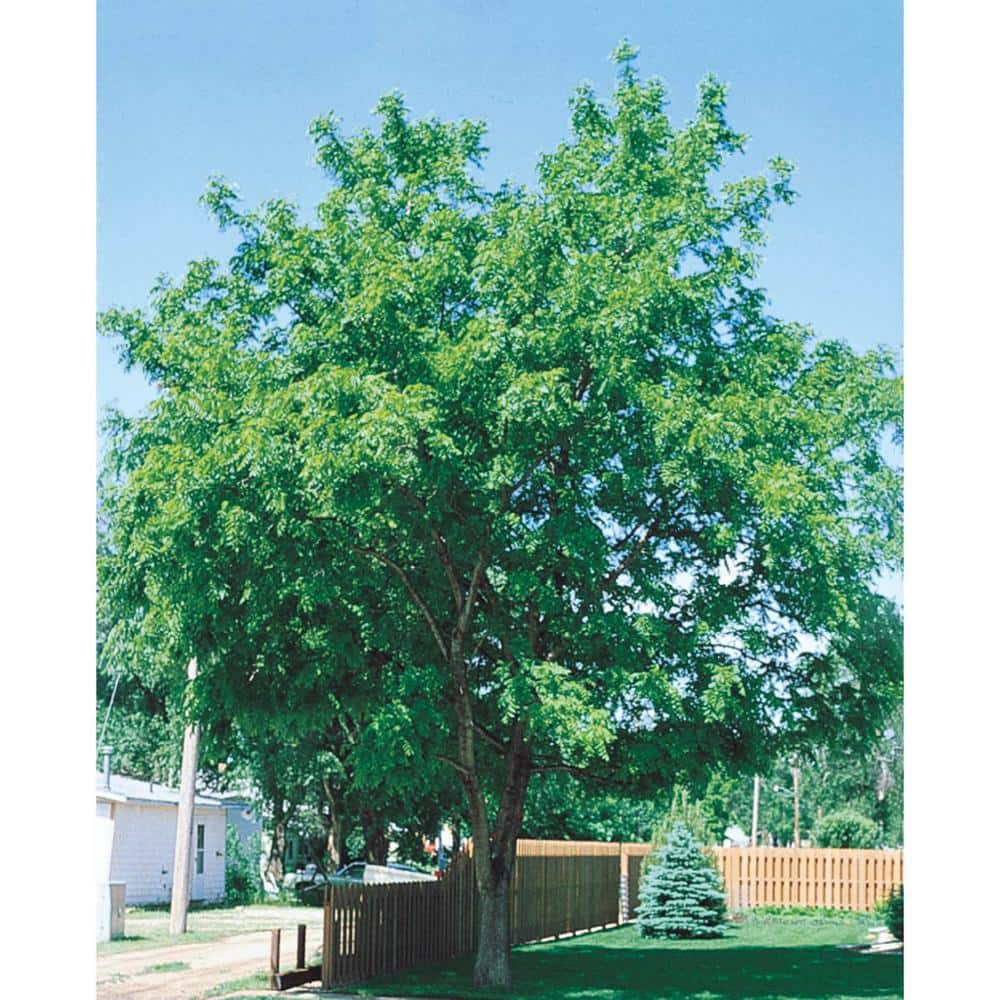 Gurney's Butternut (Juglans) Live Bareroot Nut Tree (1-Pack) 13323 ...