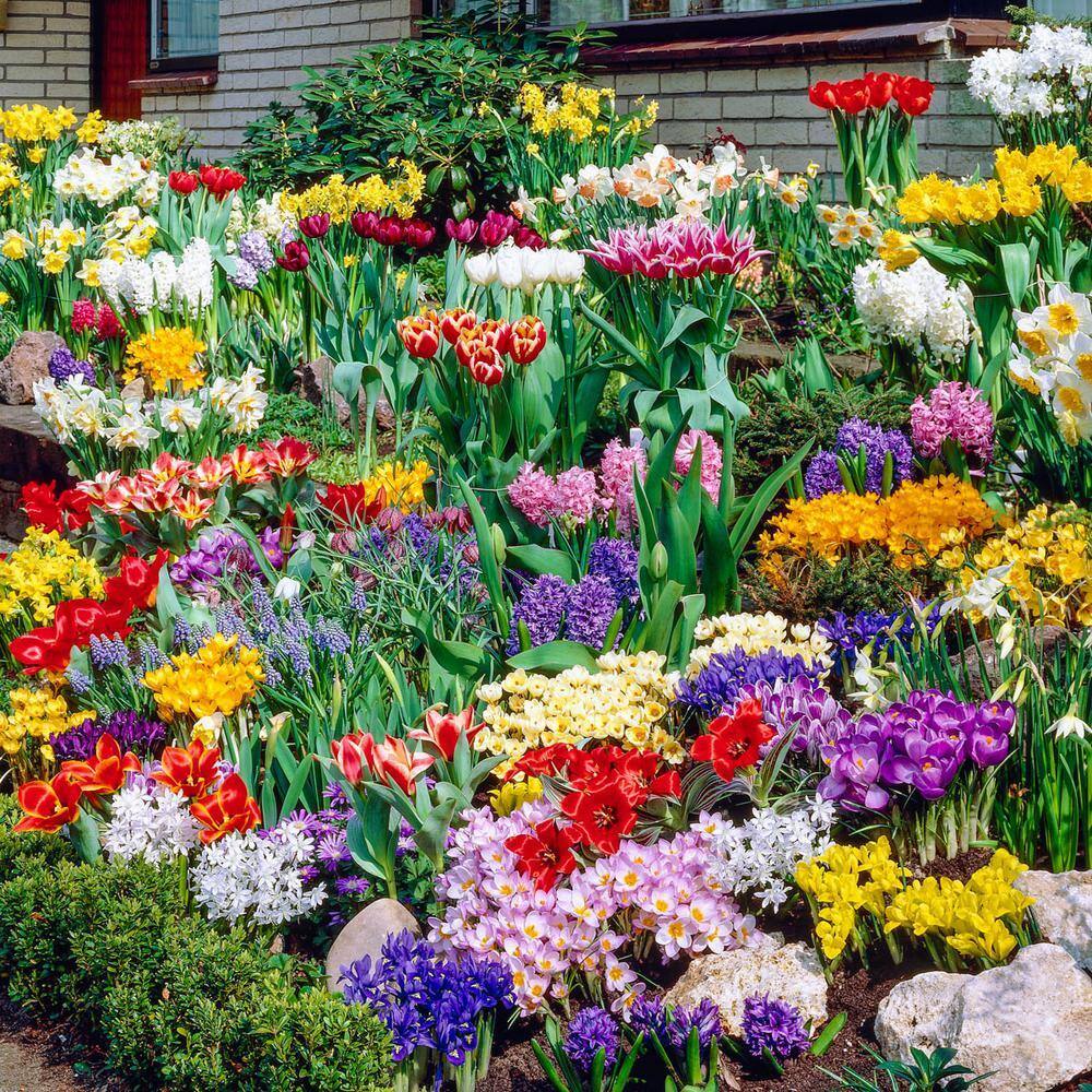 Van Bourgondien Multi-Colored Spring Flowering Bulbs Mixture (250-Pack ...
