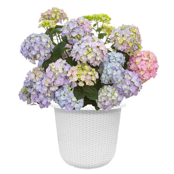 Reviews for PROVEN WINNERS 2 Gal. Invincibelle Ruby Hydrangea Shrub ...