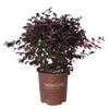 SOUTHERN LIVING 2 Gal. Red Diamond Midsize Loropetalum, Evergreen Shrub ...