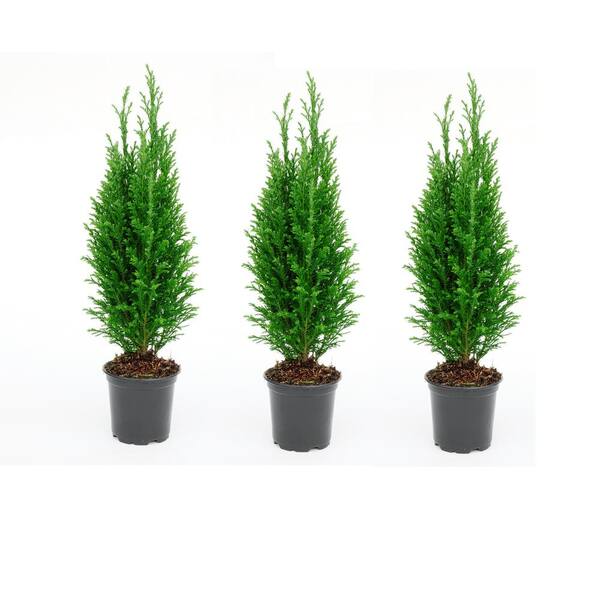 national PLANT NETWORK 4 in. Euro Evergreen Cypress Tree (3-Pack ...