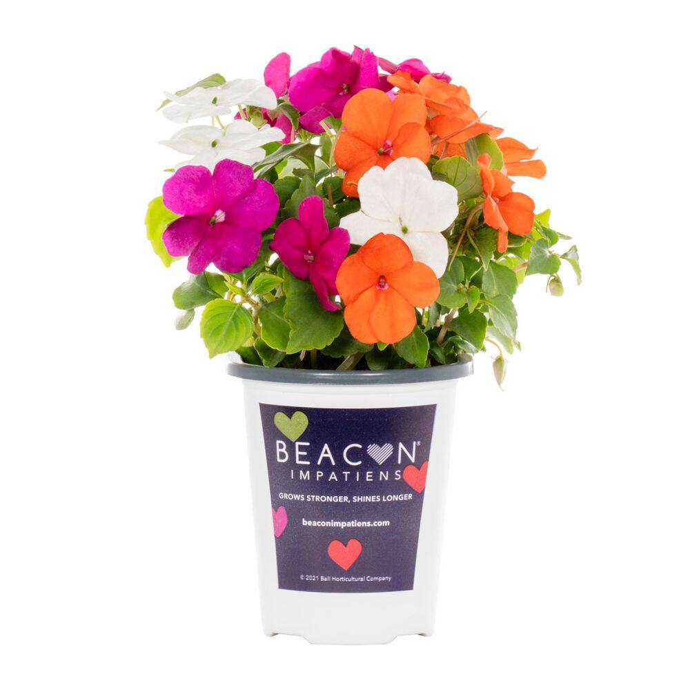 BEACON 1 PT. Beacon Imaptiens Outdoor Annual Plant with Assorted ...
