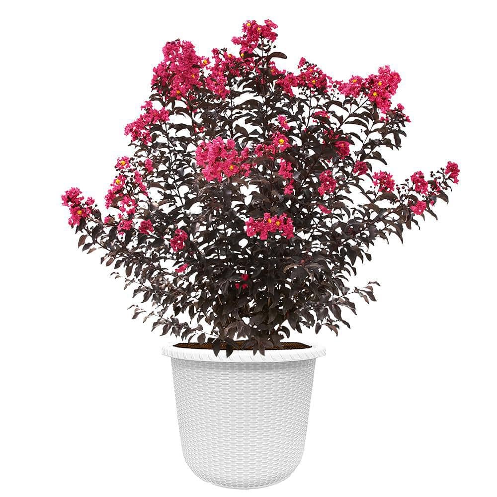 PROVEN WINNERS 2 Gal. Center Stage Pink Crape Myrtle Tree with Hot Pink ...