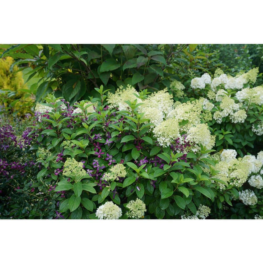 PROVEN WINNERS 2 Gal. Bobo Hydrangea Shrub with White Flowers in Grower ...