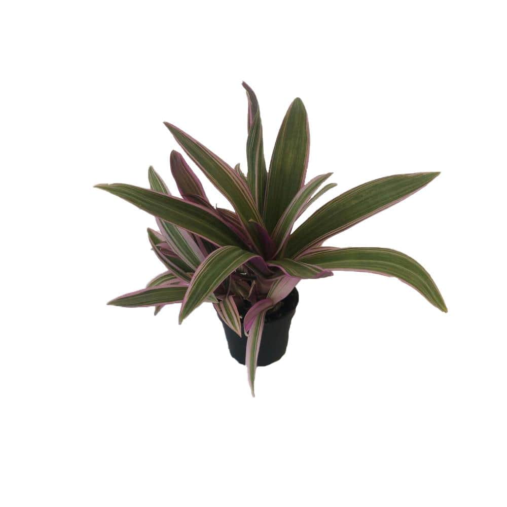 Vigoro 0.06 qt. Tropical Sun Rhoeo Tricolor Plant in Grower Pot ...