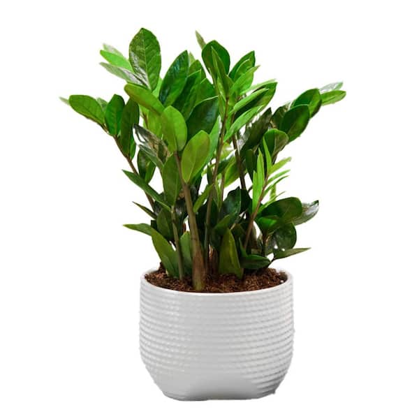 Reviews for Vigoro Zamioculas Zamiifolia Indoor ZZ Plant in 6 in. White ...