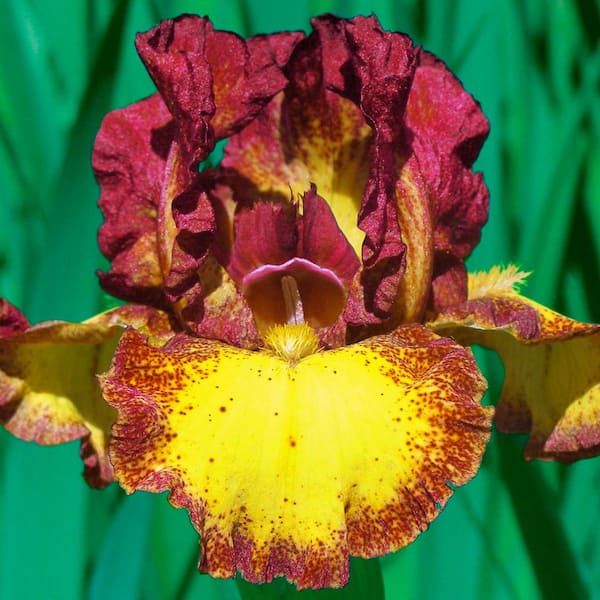 DIRECT GARDENING New Millenium Mini Stars Multi-Color Flowering Delphinium Mixture Dormant Bare ...