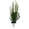 PROVEN WINNERS 2 Gal. Skybox Japanese Holly Live Shrub O47822W - The ...
