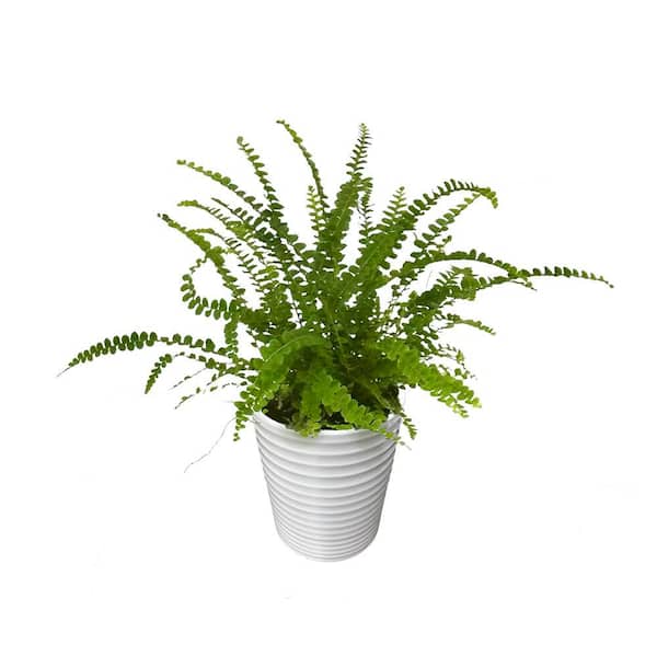 LEAFJOY Endless Cascades Hoya Teacup Anemone Indoor Plant in 3.5 in ...