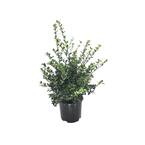 Inkberry Holly (Ilex Glabra Densa) 03423